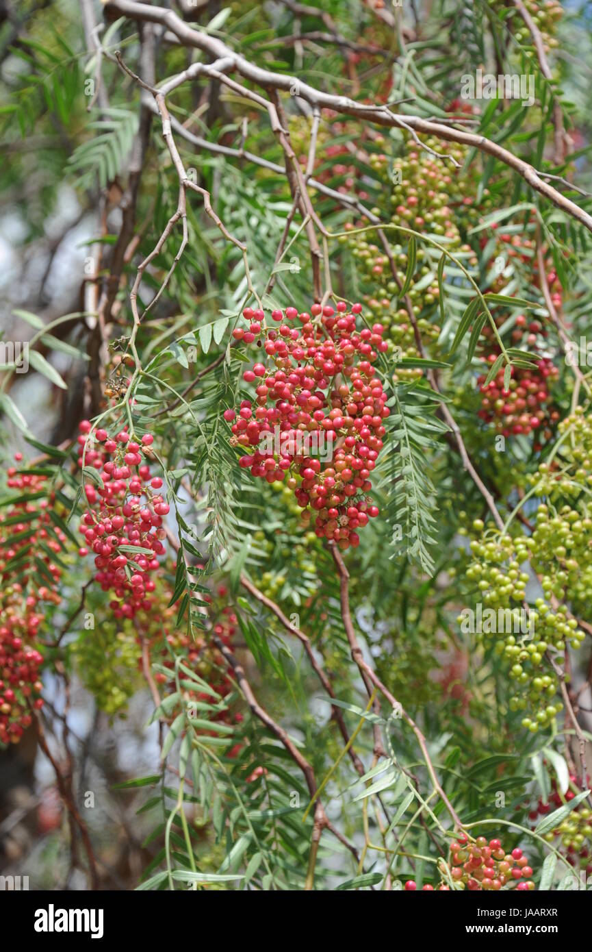 Pfeffergewachse piperaceae hi-res stock photography and images - Alamy
