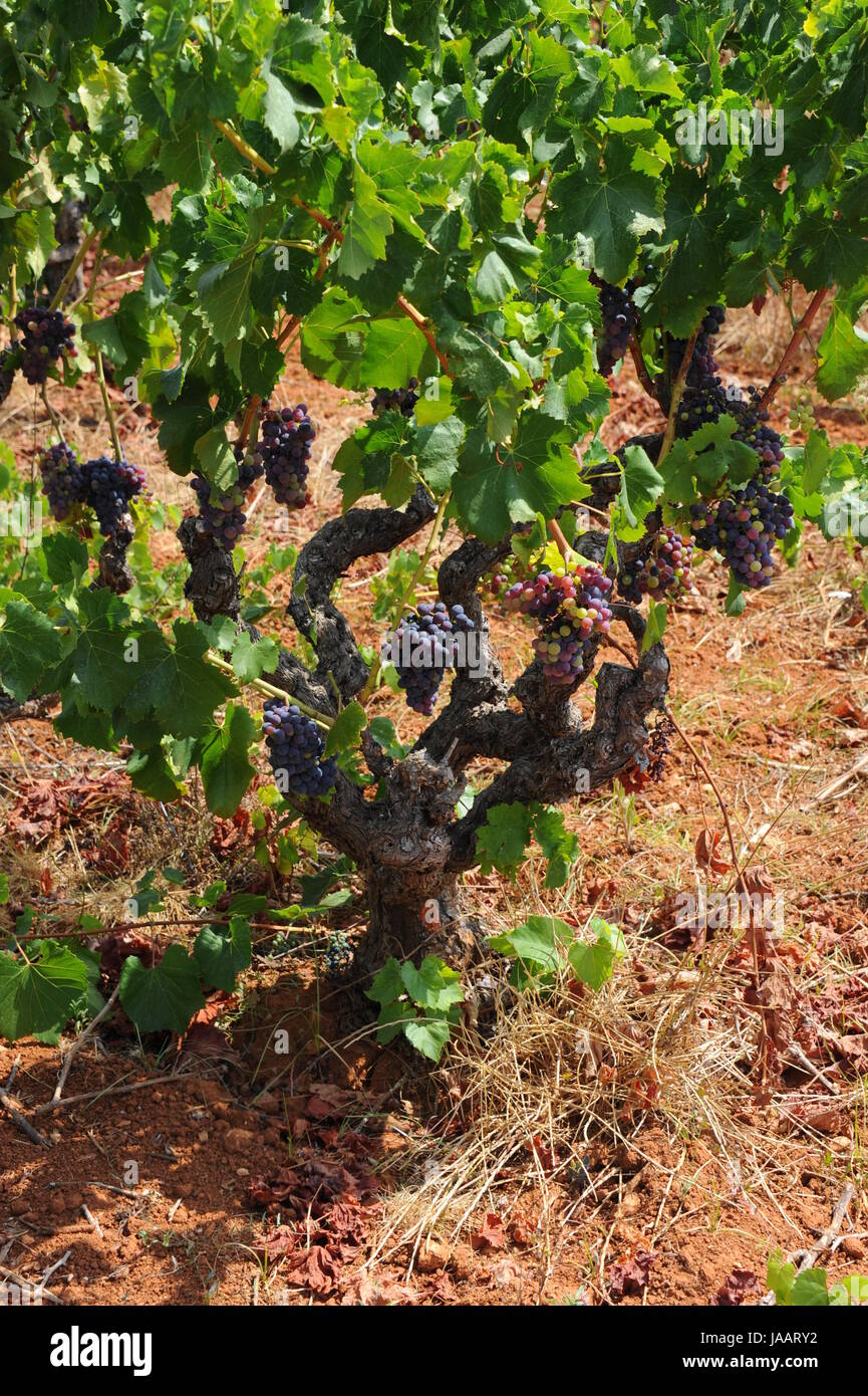 spain - grapes Stock Photo - Alamy