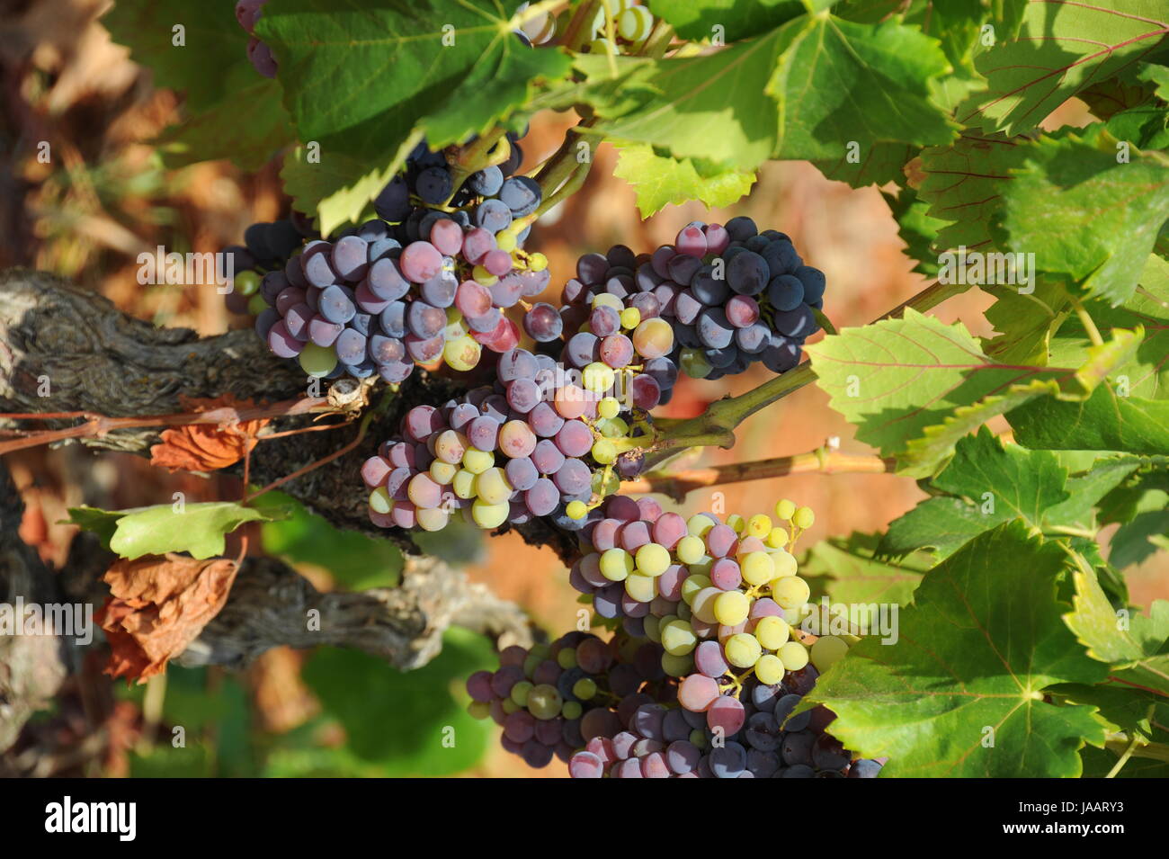spain - grapes Stock Photo - Alamy