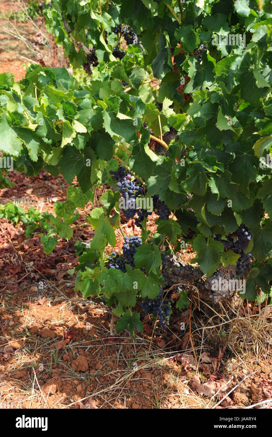 spain - grape Stock Photo - Alamy
