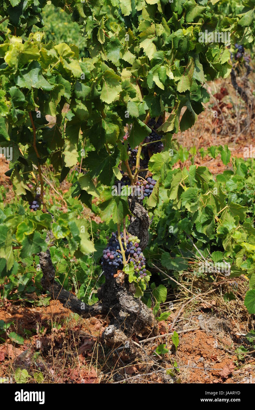 spain - grapes Stock Photo - Alamy