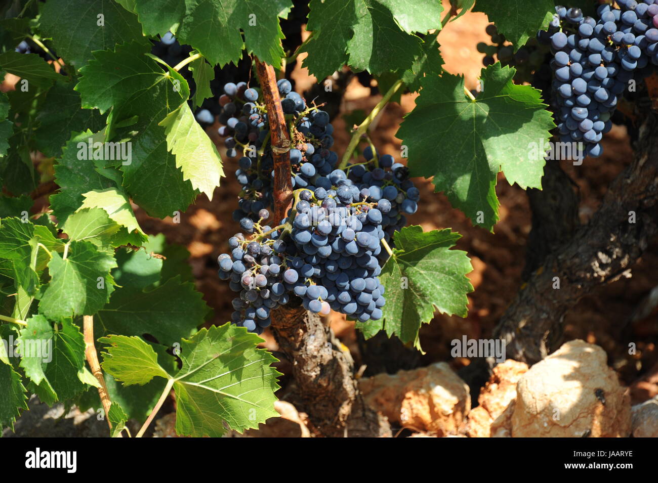 spain - grapes Stock Photo - Alamy