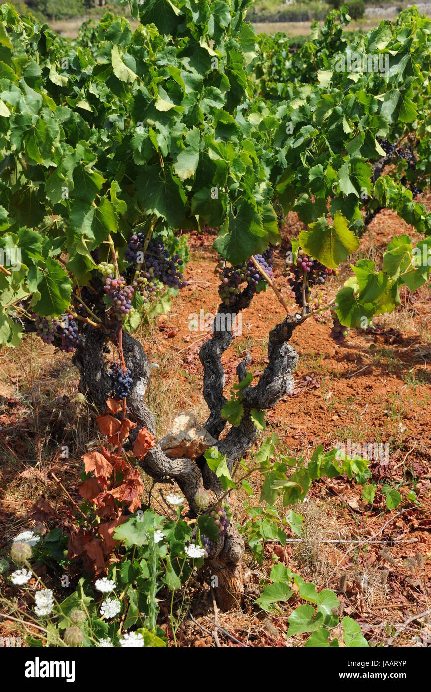 spain - grapes Stock Photo - Alamy