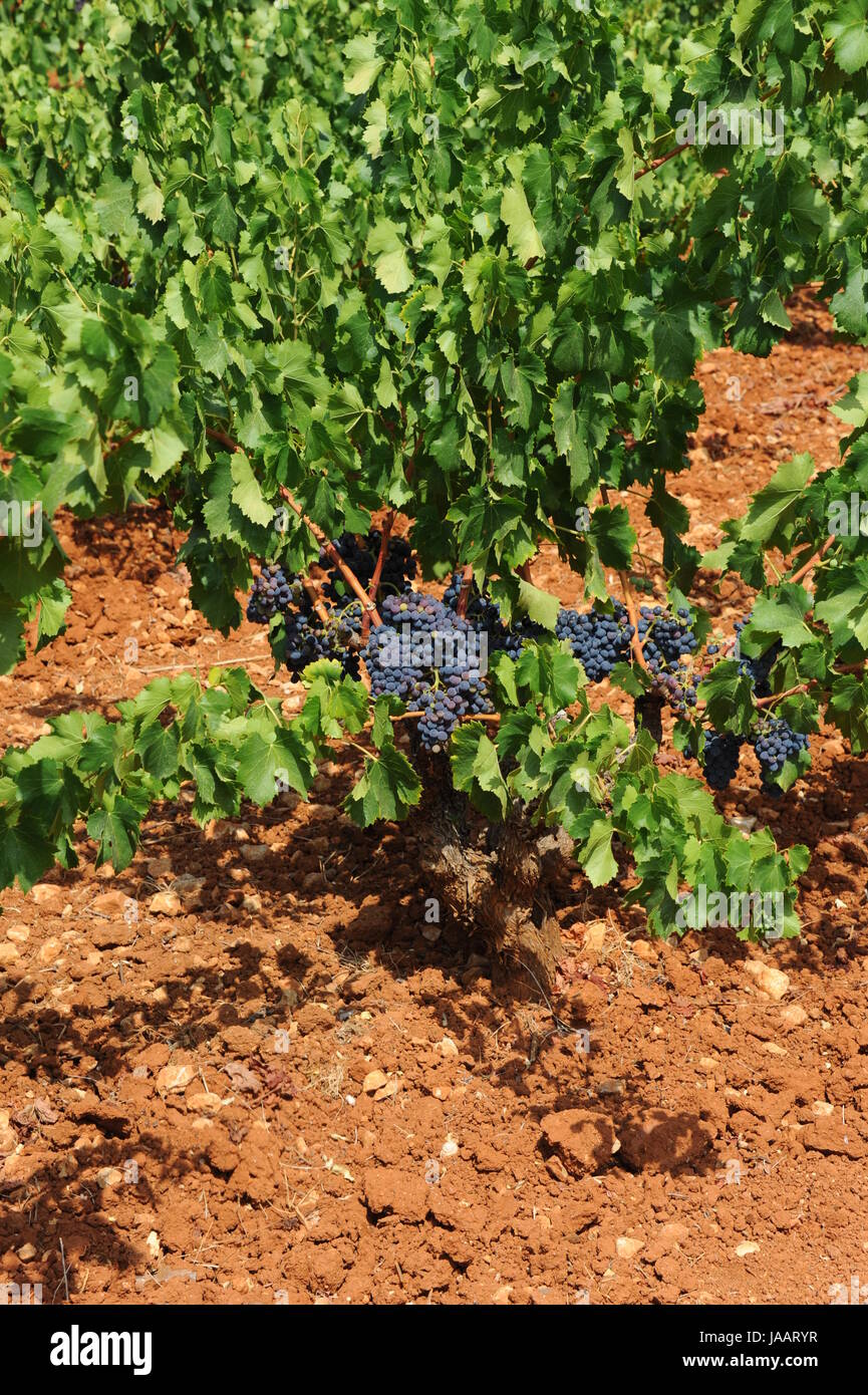 spain - grapes Stock Photo - Alamy