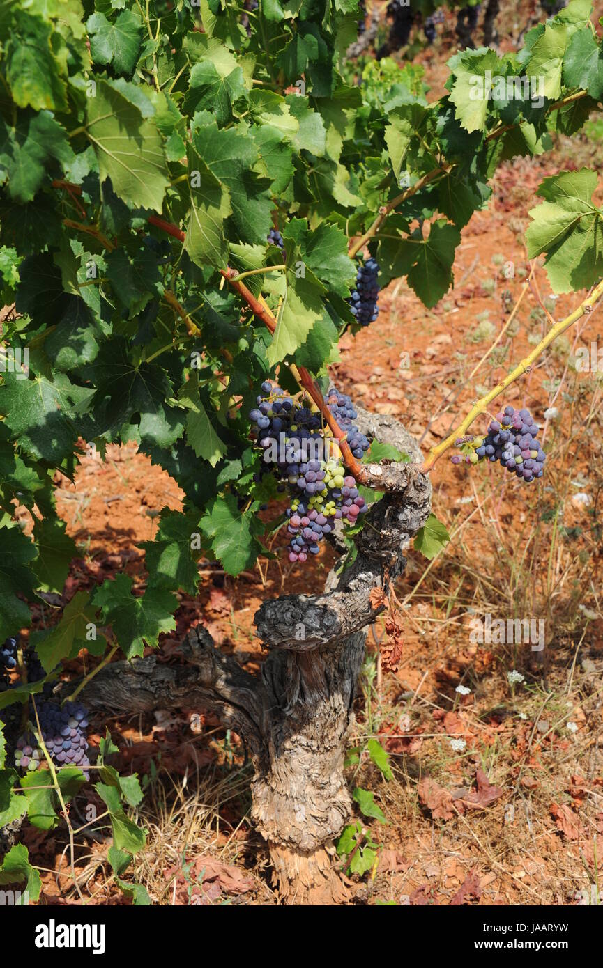 spain - grapes Stock Photo - Alamy