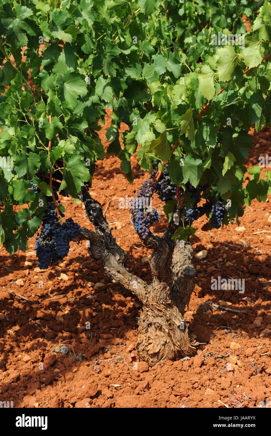 spain - grapes Stock Photo - Alamy