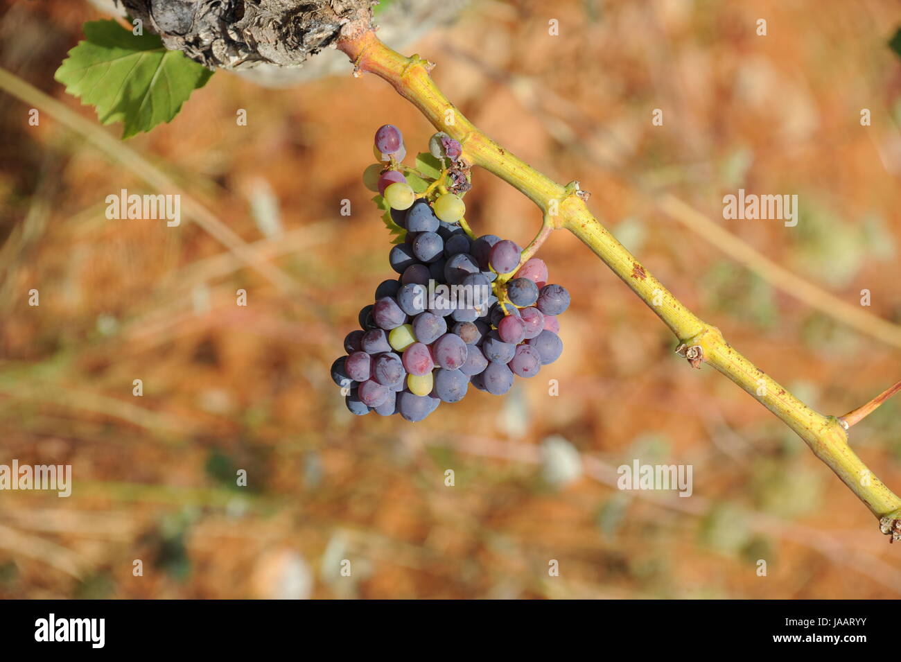 spain - grapes Stock Photo - Alamy