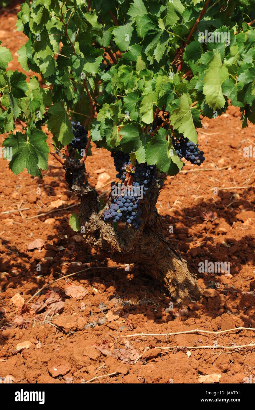 spain - grapes Stock Photo - Alamy