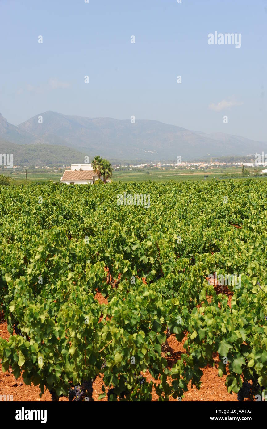 spain - grapes Stock Photo - Alamy