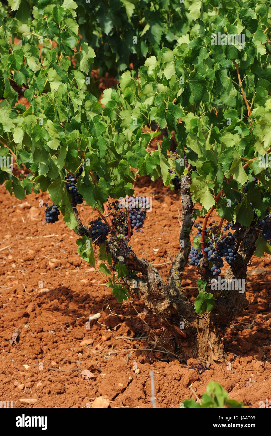 spain - grapes Stock Photo - Alamy
