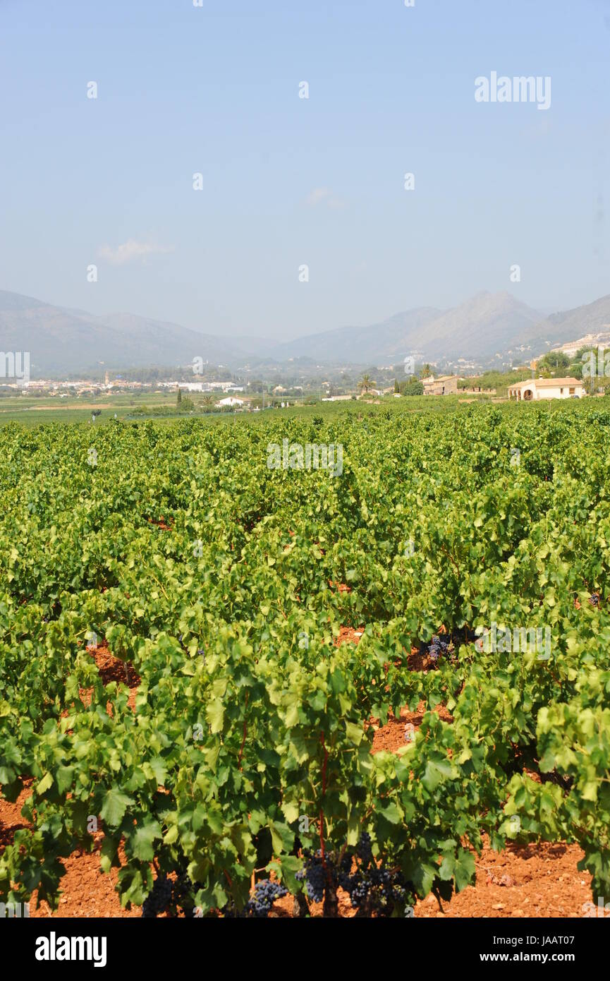 spain - grapes Stock Photo - Alamy