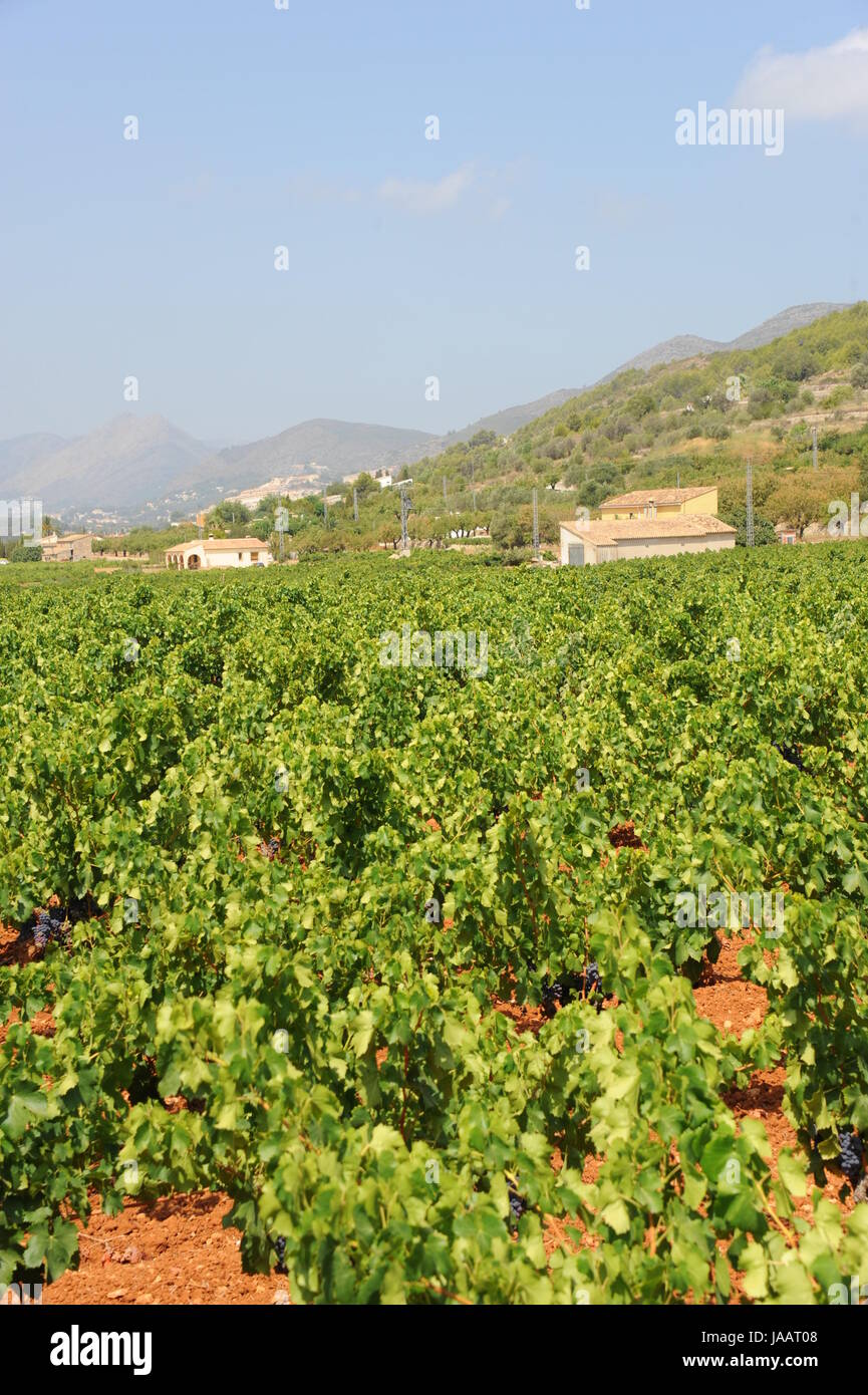 spain - grape Stock Photo - Alamy