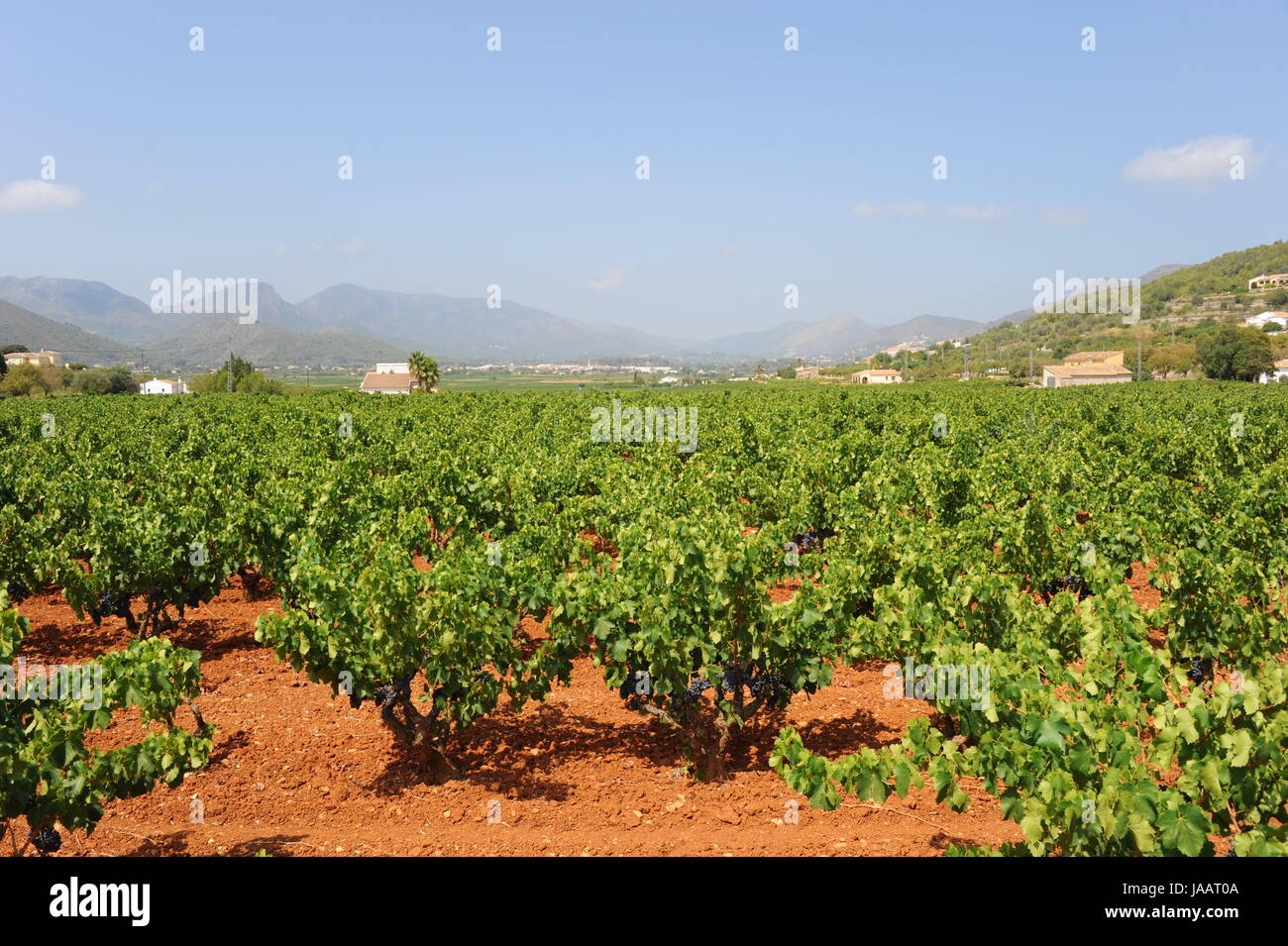 spain - grapes Stock Photo - Alamy