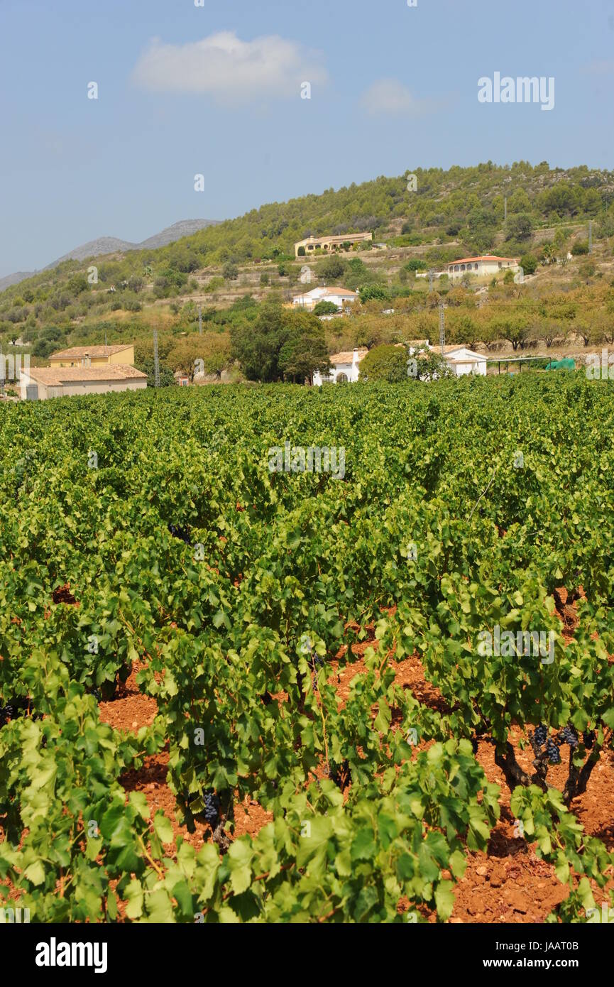 spain - grapes Stock Photo - Alamy