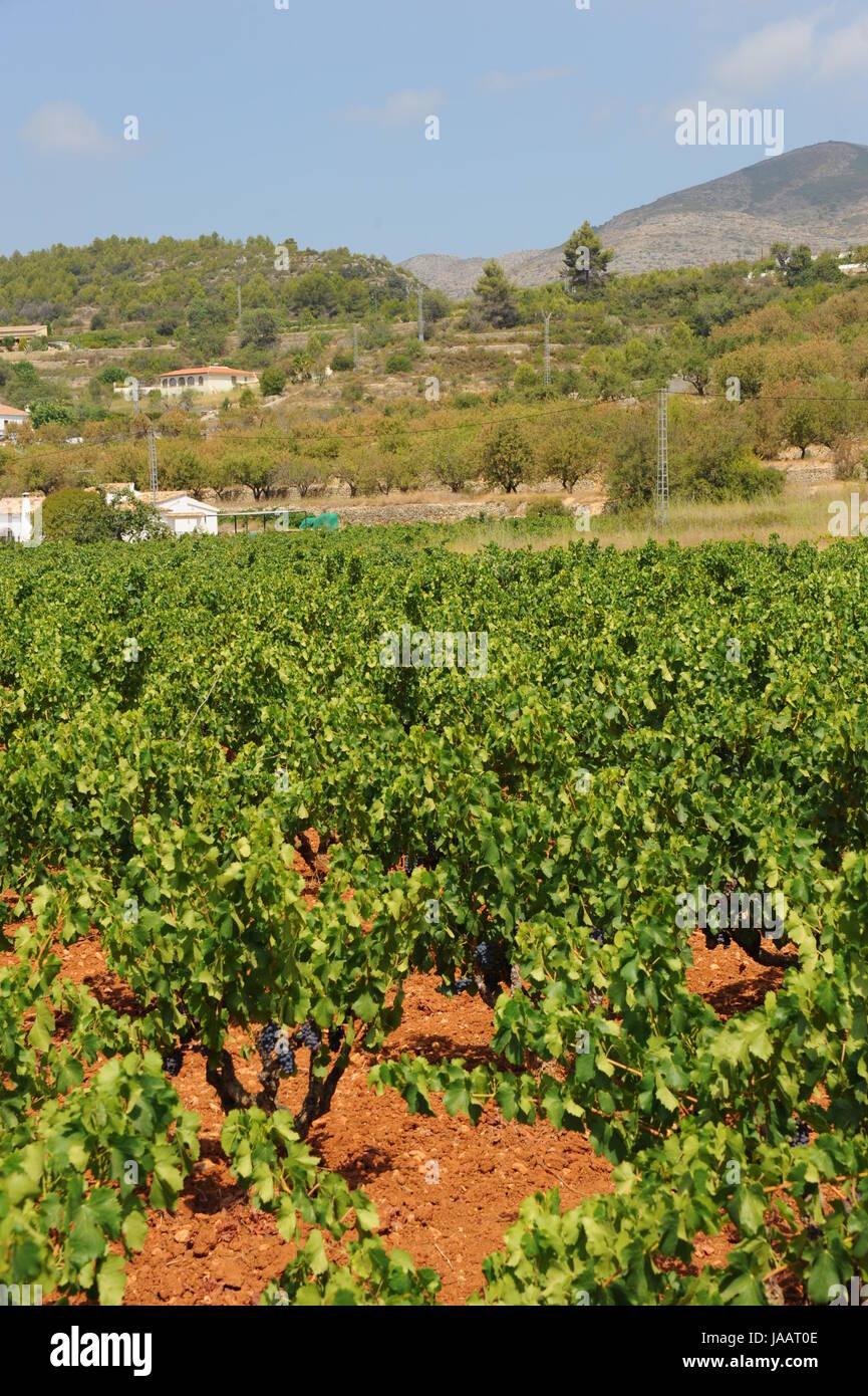 spain - grapes Stock Photo - Alamy
