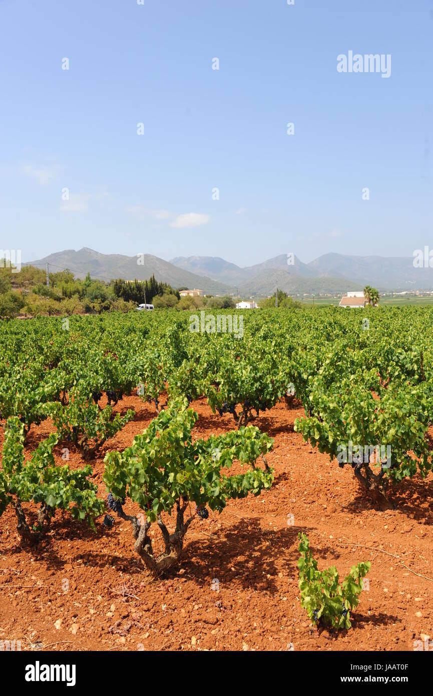 spain - grape Stock Photo - Alamy