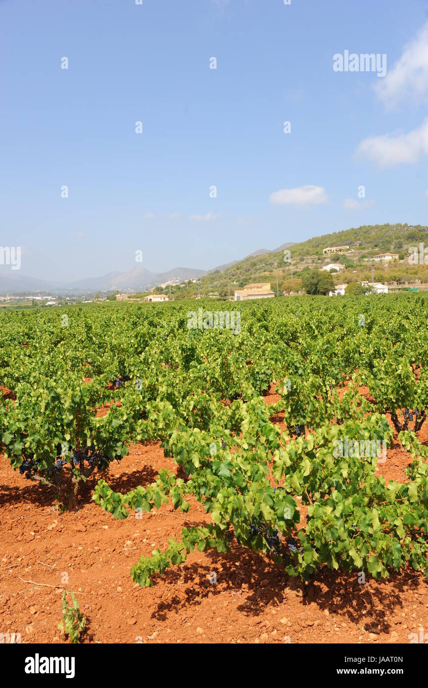 spain - grape Stock Photo - Alamy