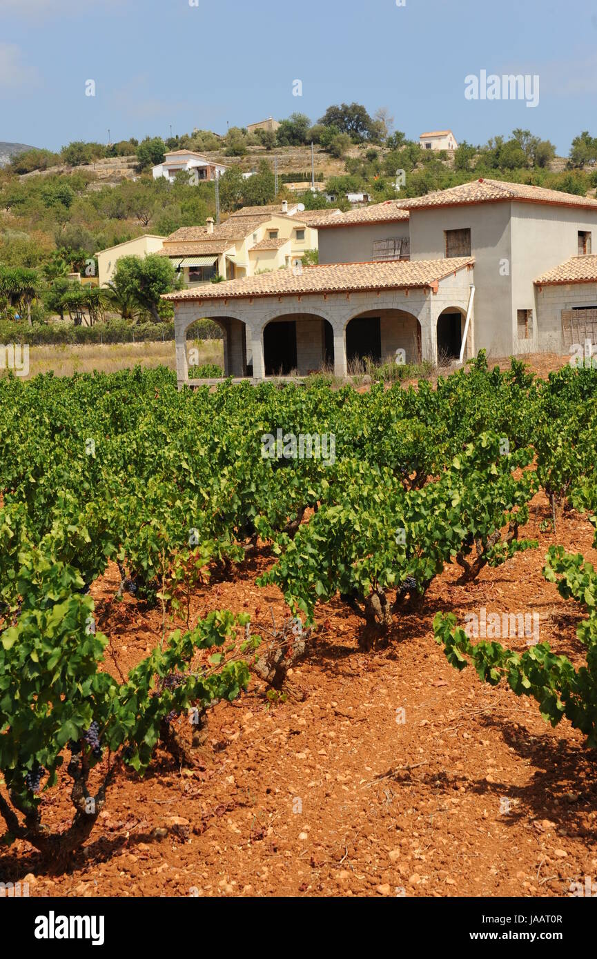 spain - grapes Stock Photo - Alamy