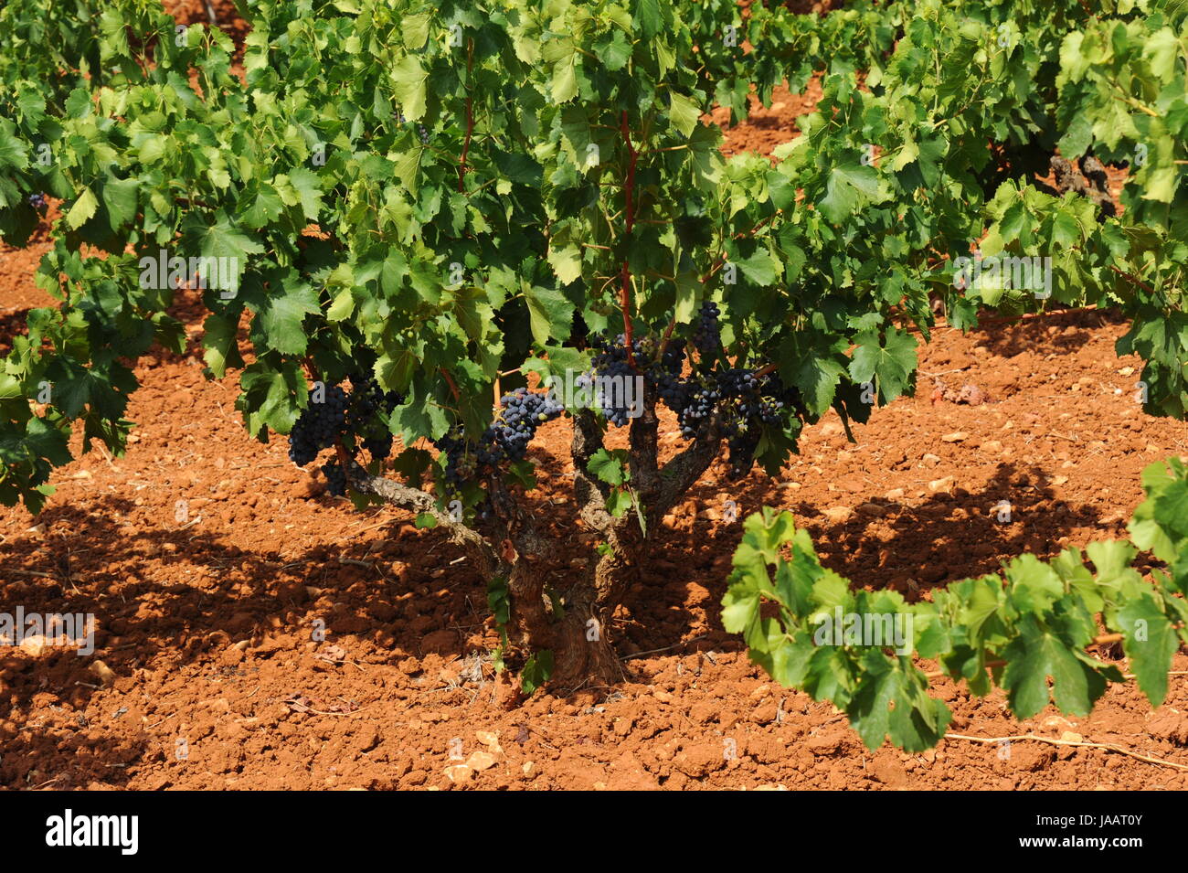 spain - grapes Stock Photo - Alamy
