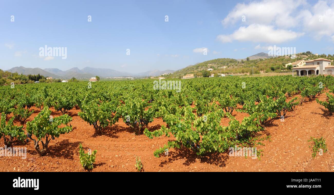 spain - grape Stock Photo - Alamy