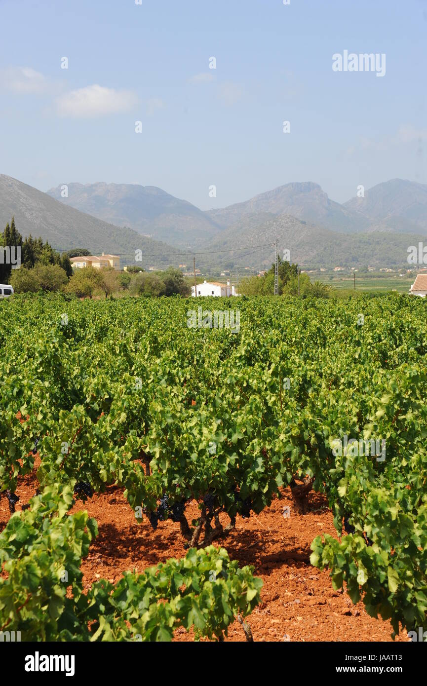 spain - grapes Stock Photo - Alamy