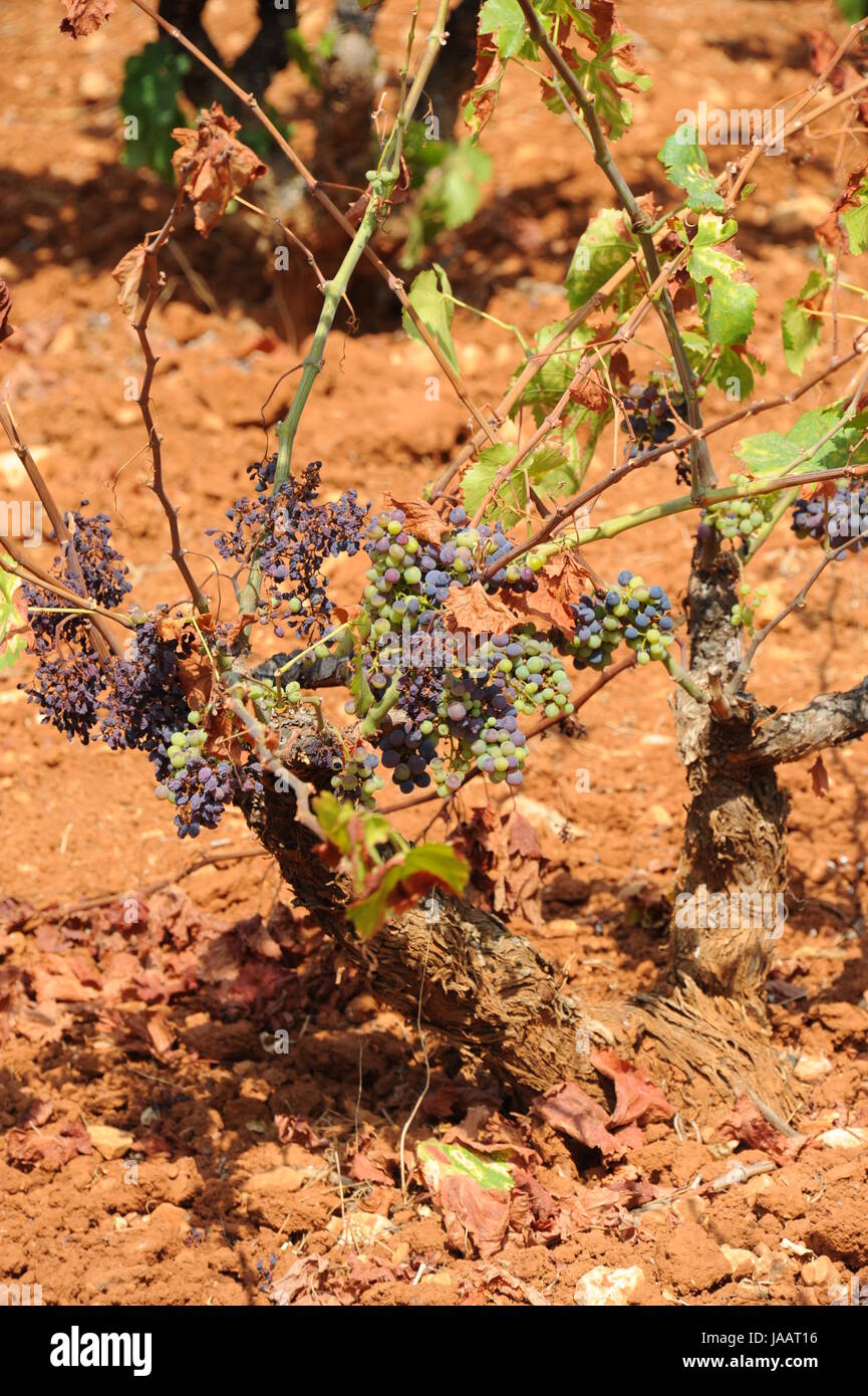 spain - grapes Stock Photo - Alamy