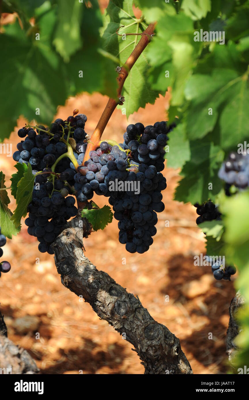 spain - grapes Stock Photo - Alamy