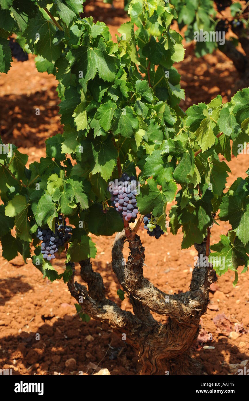 spain - grapes Stock Photo - Alamy