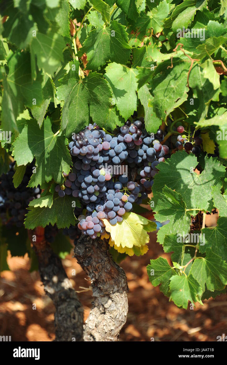 spain - grapes Stock Photo - Alamy