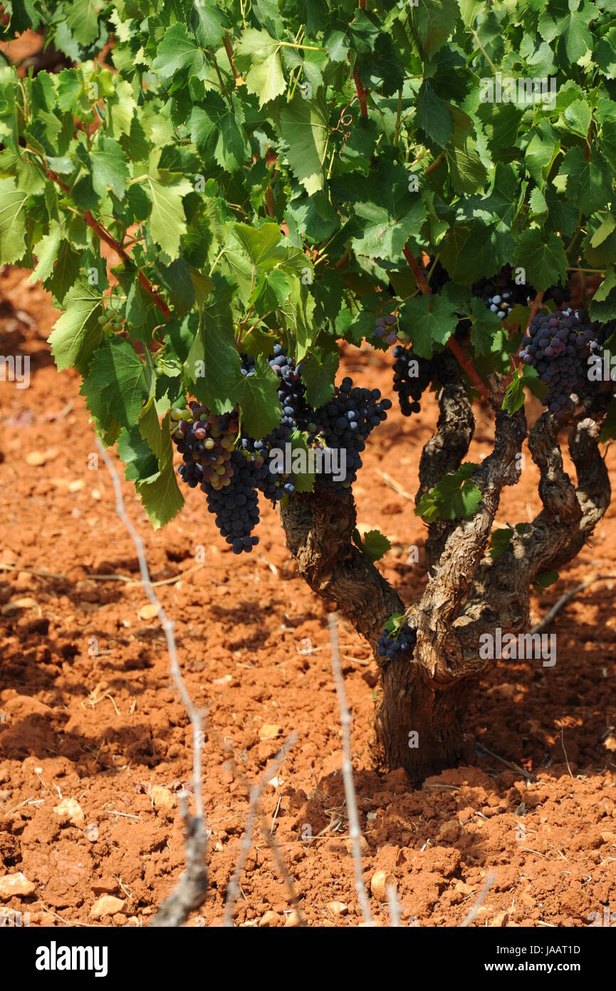 spain - grapes Stock Photo - Alamy