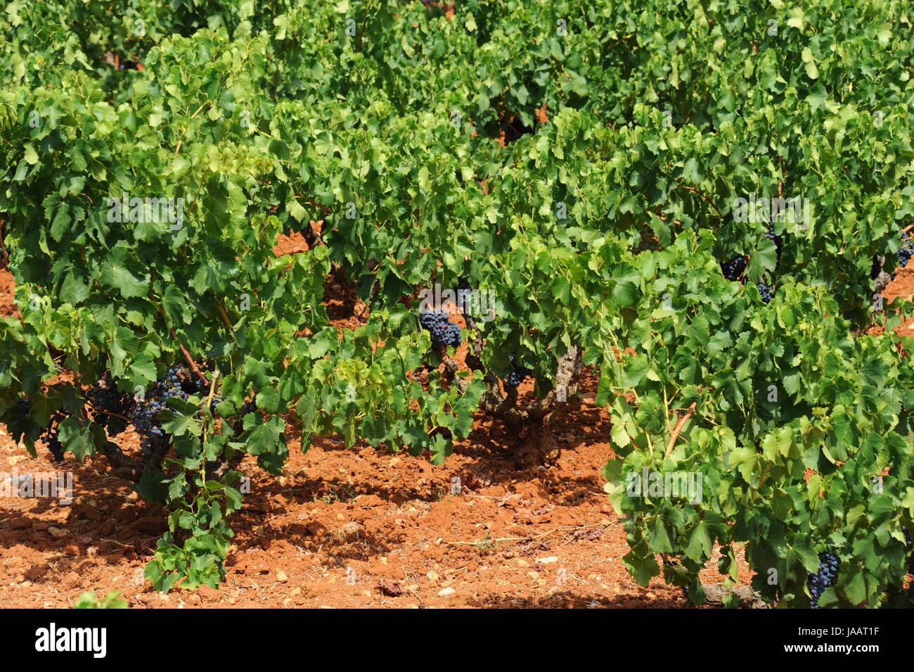 spain - grape Stock Photo - Alamy