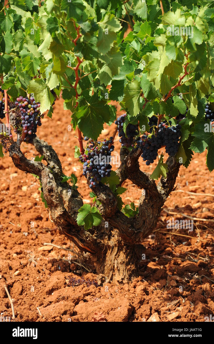 spain - grapes Stock Photo - Alamy