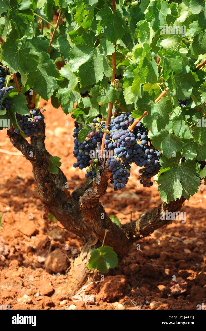 spain - grapes Stock Photo - Alamy