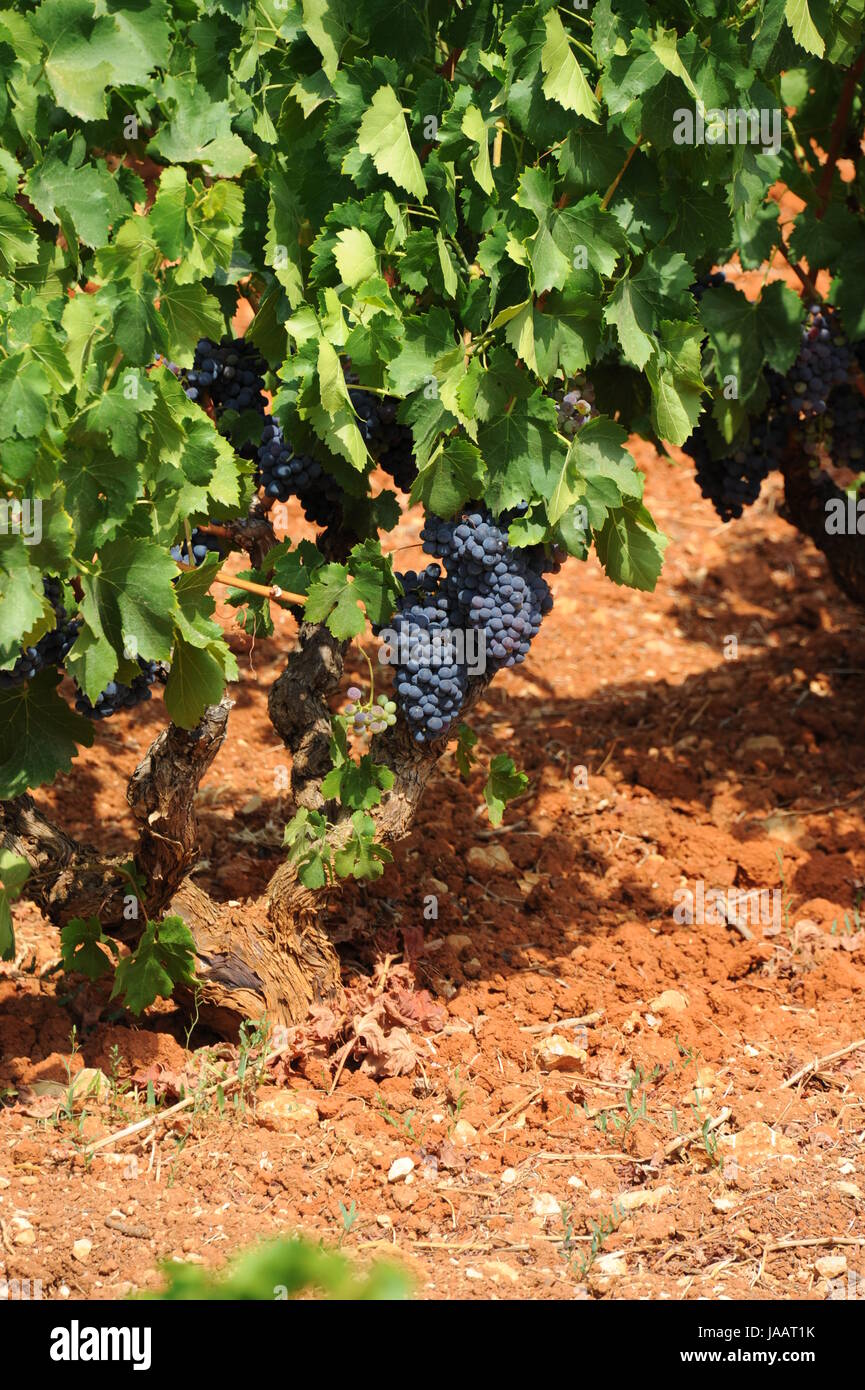 spain - grapes Stock Photo - Alamy