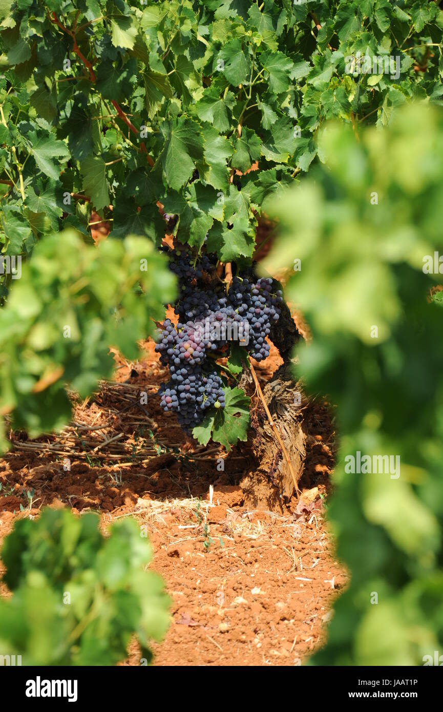 spain - grapes Stock Photo - Alamy