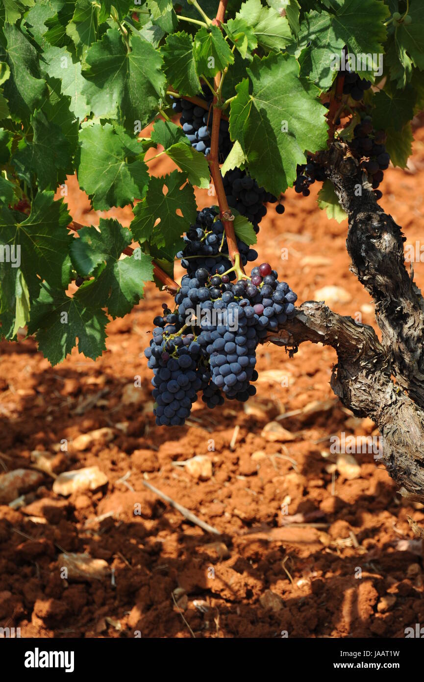 spain - grape Stock Photo - Alamy