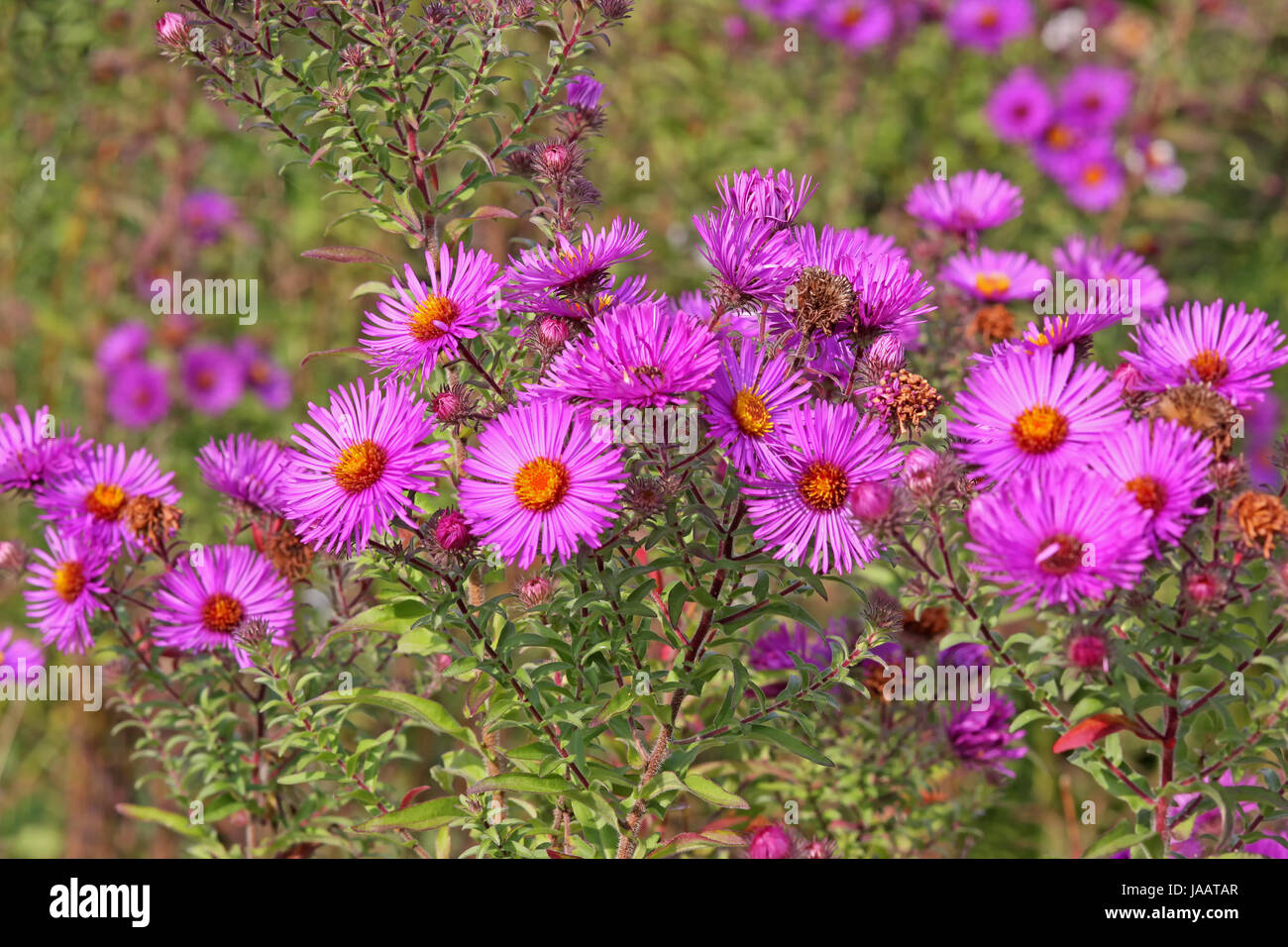 symphyotrichum novae-angliae aster novae-angliae in autumn garden Stock ...