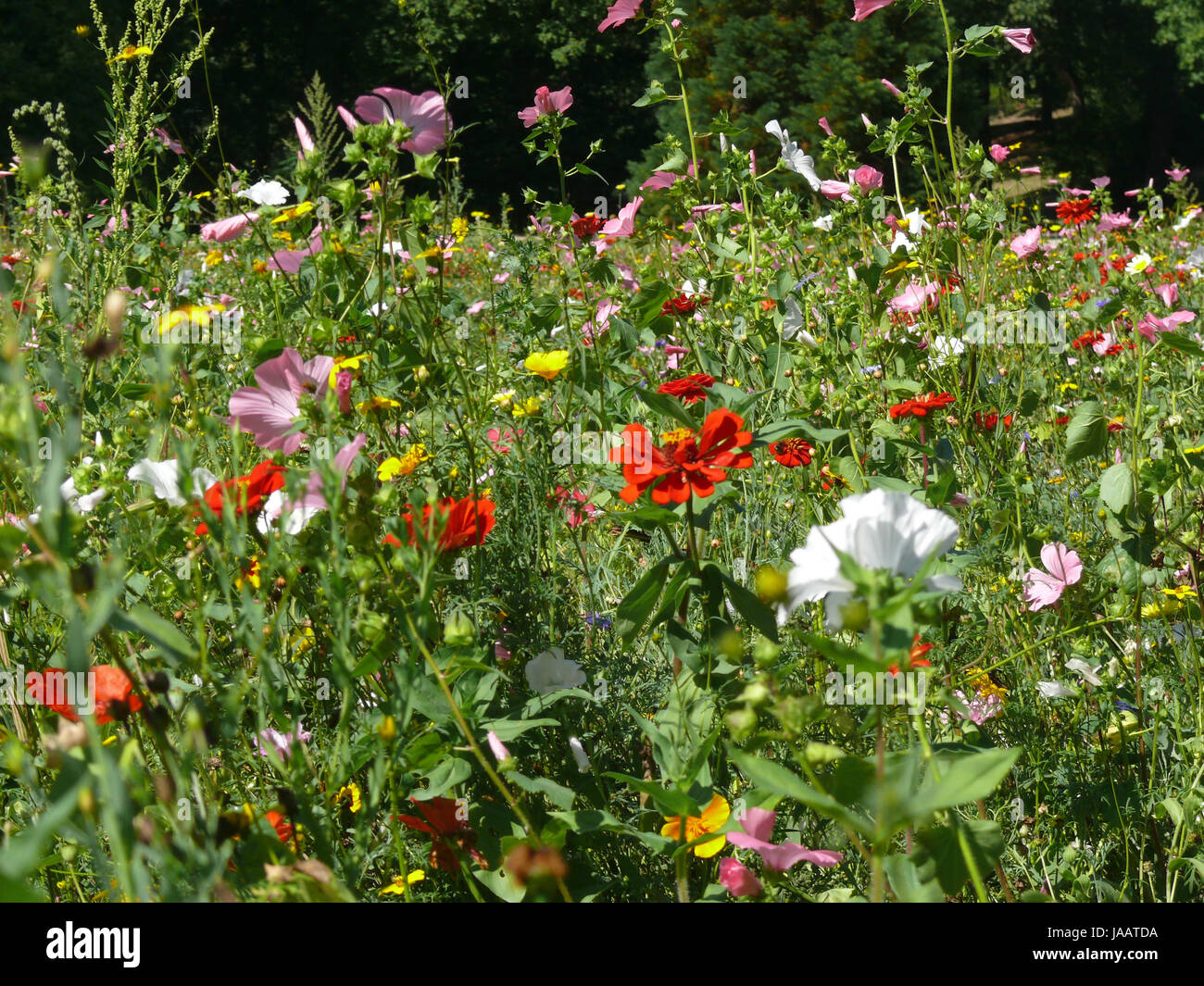 summer flower meadow Stock Photo - Alamy