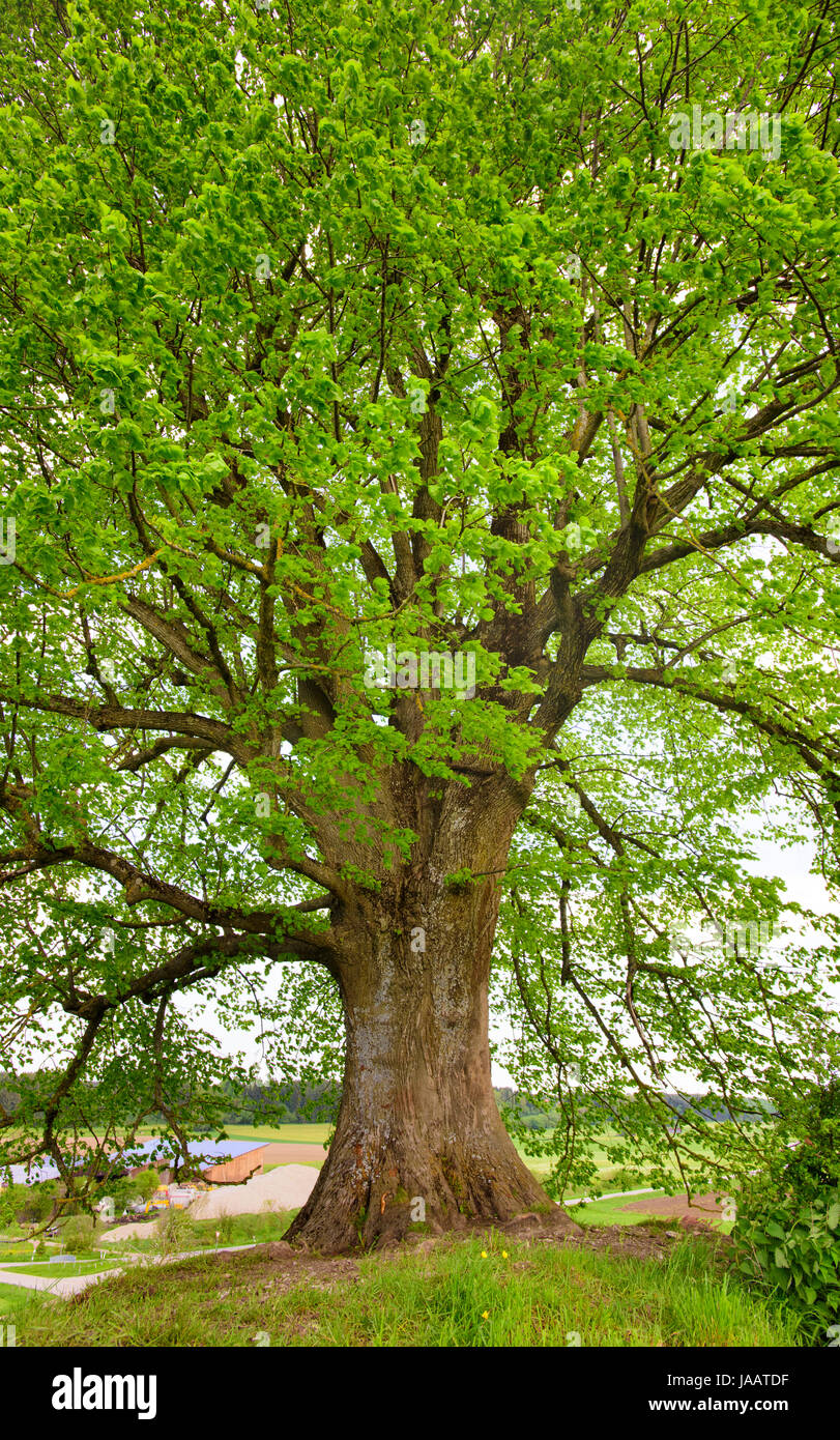 single big old linden tree at spring Stock Photo - Alamy
