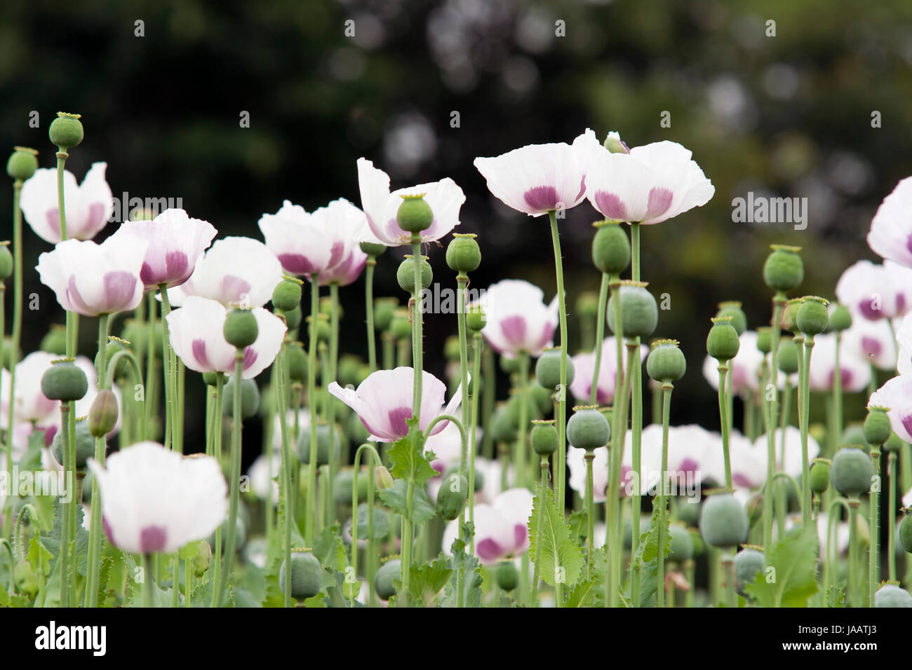 Poopy plant hi-res stock photography and images - Alamy