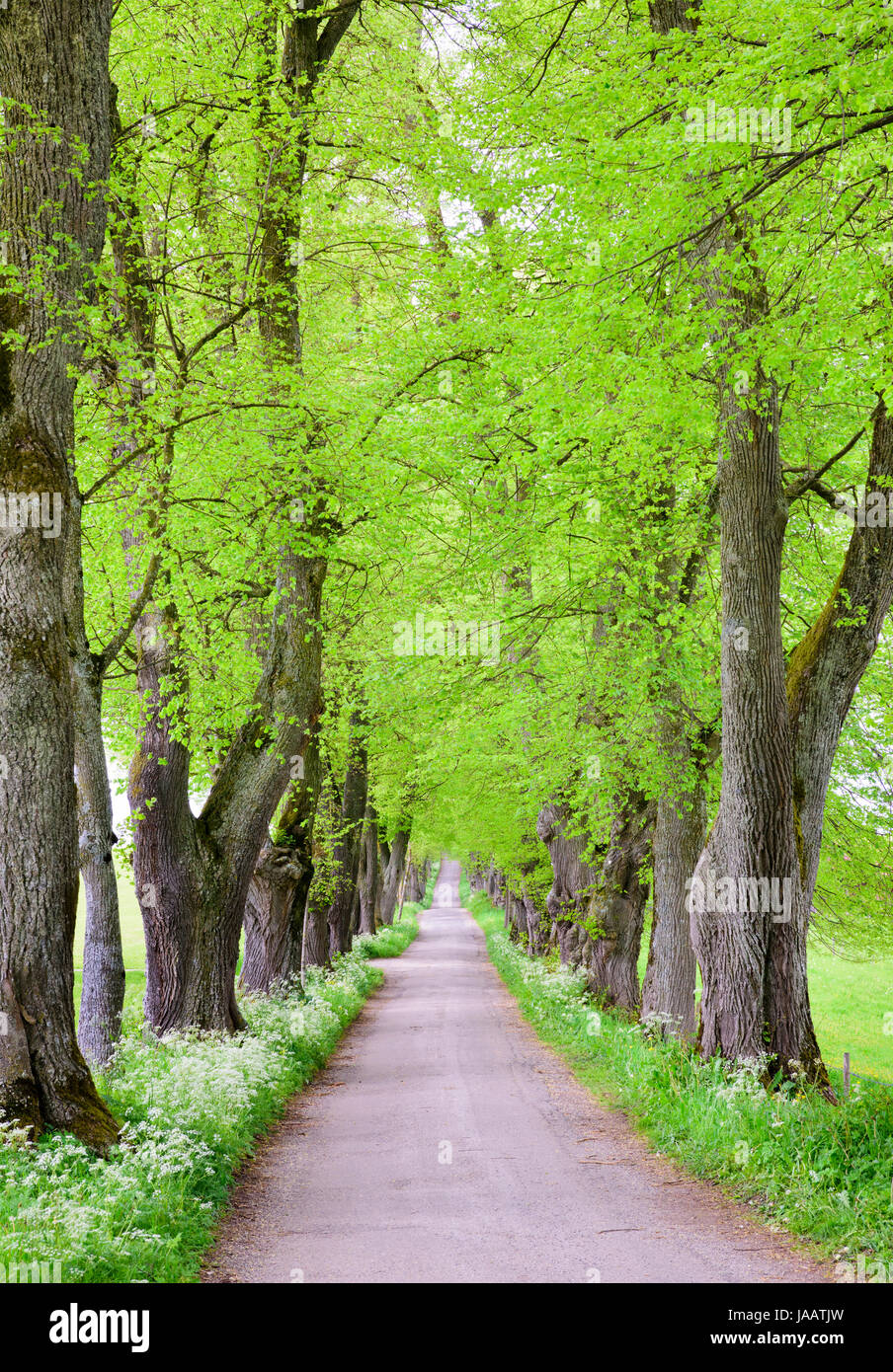 Linden tree avenue hi-res stock photography and images - Alamy