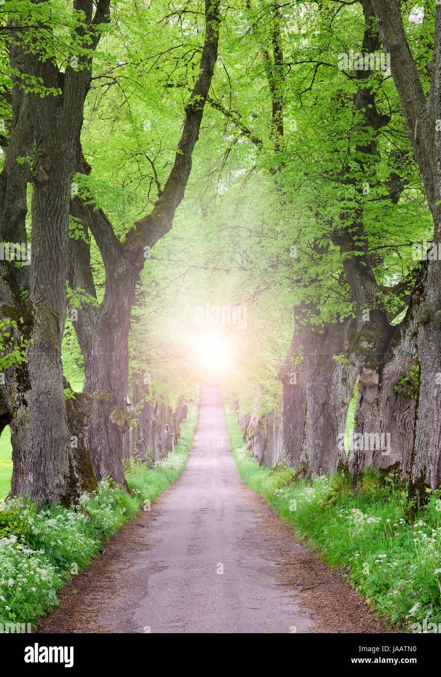 linden tree avenue with small path inside and spiritual and mystical ...
