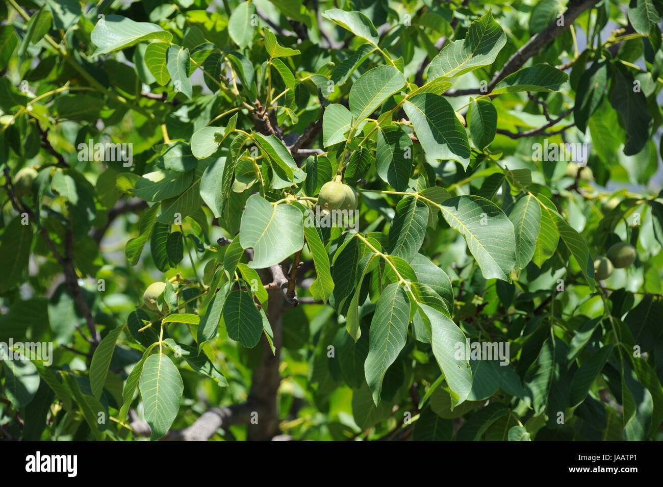 spain - walnuts Stock Photo - Alamy