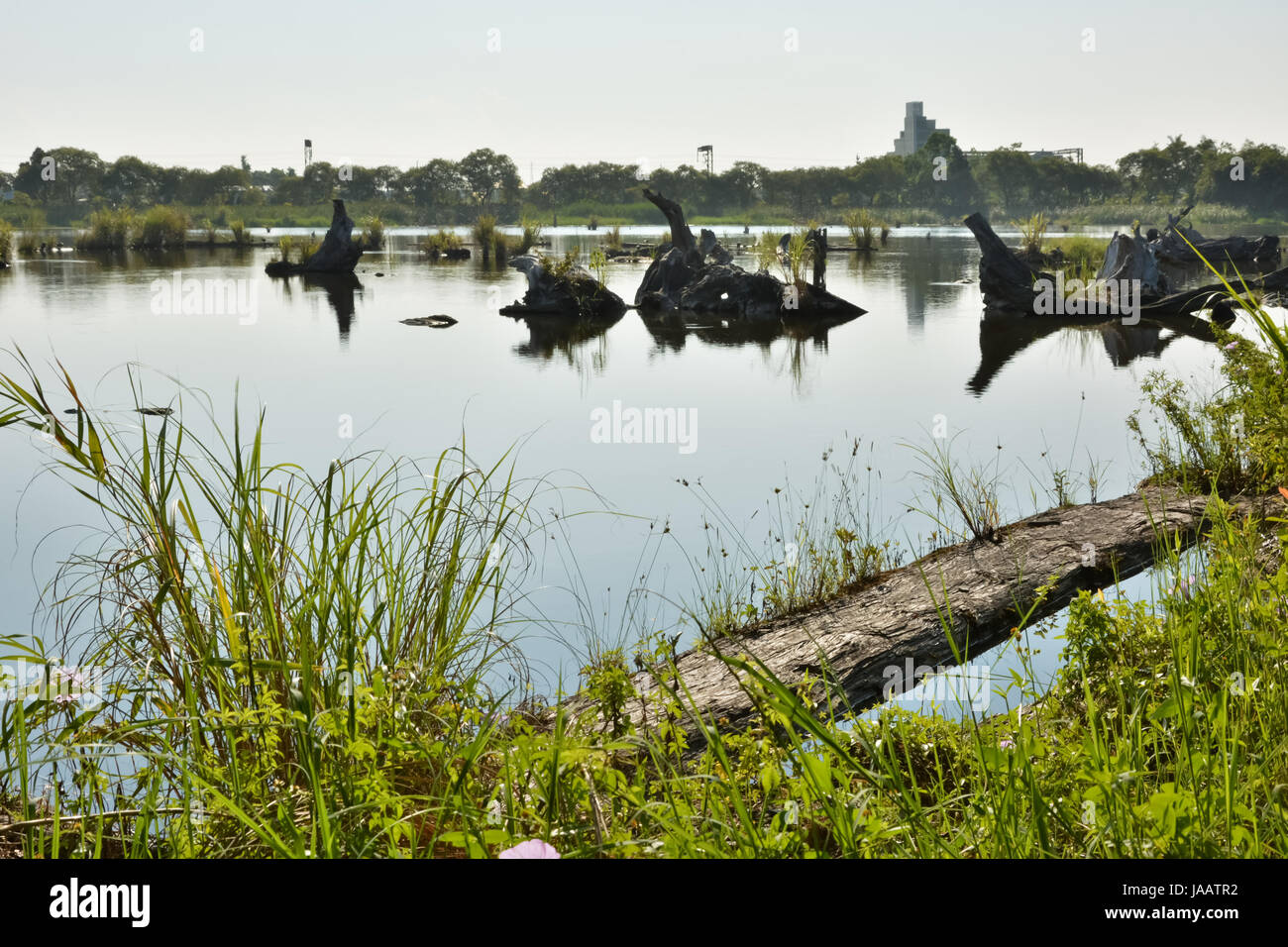Log pond, shot at Luodong Forestry Culture Garden, Yilan county Stock ...