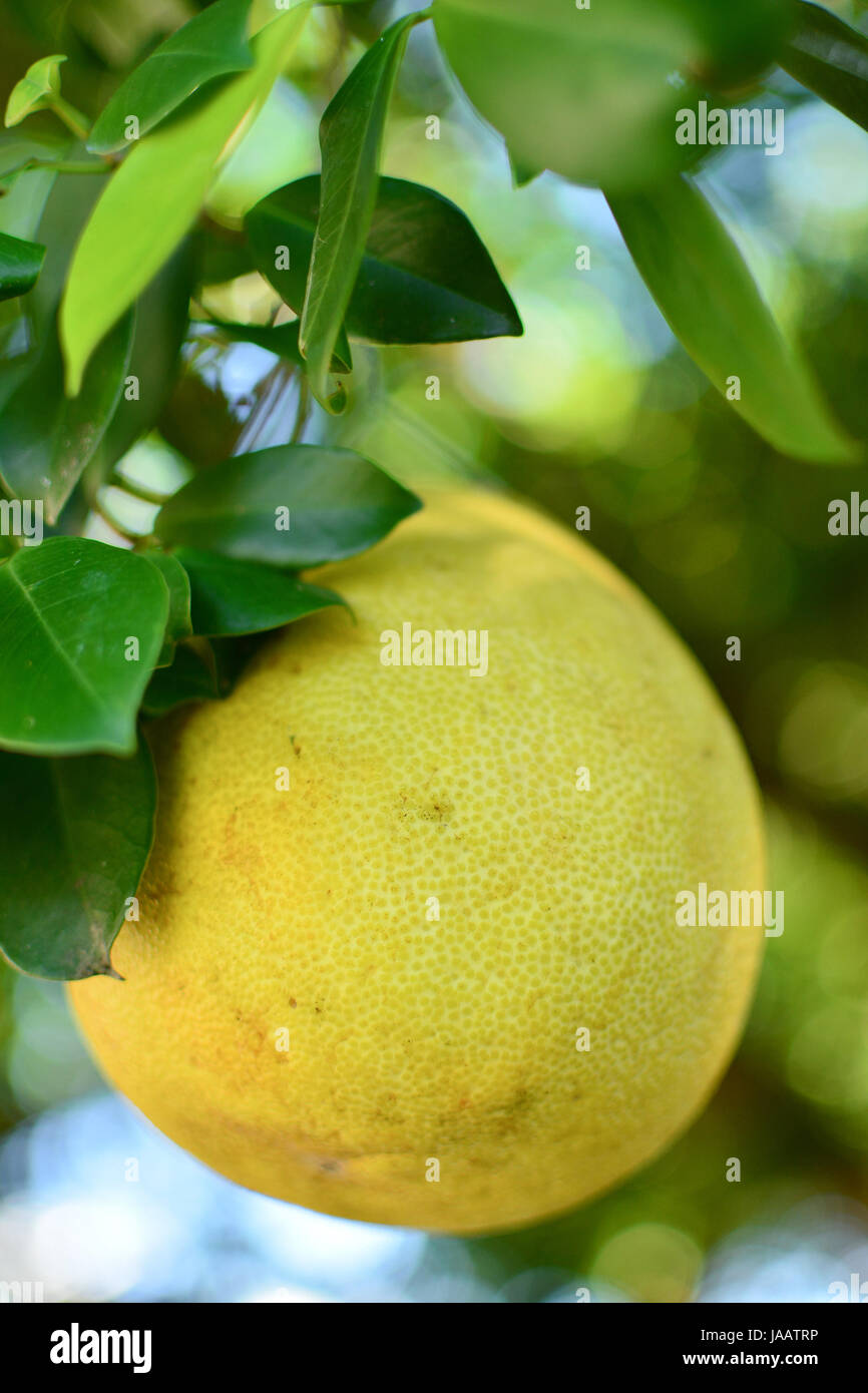 Big yellow pomelo on a tree Stock Photo - Alamy