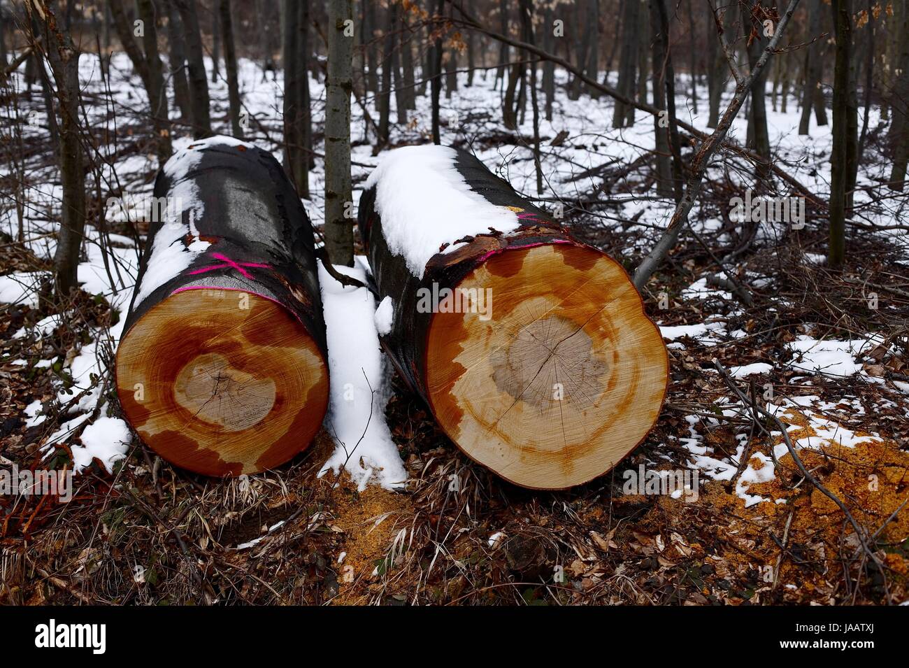 Big logs in a winter forest Stock Photo - Alamy