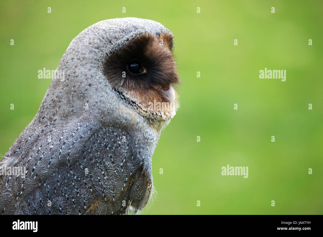 black barn owl Stock Photo - Alamy