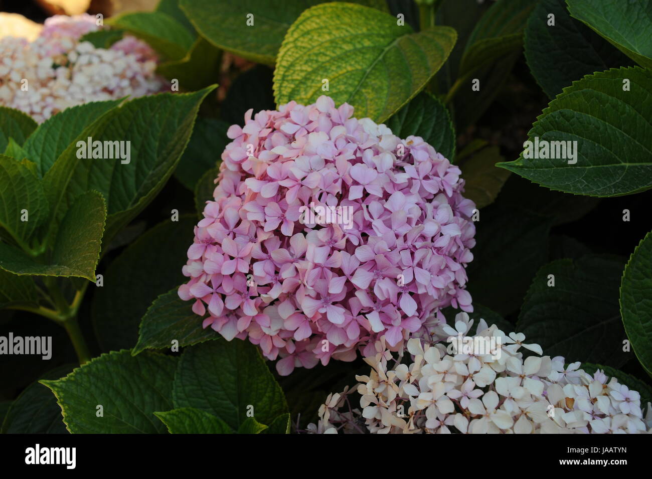 spain - hydrangeas flower Stock Photo - Alamy