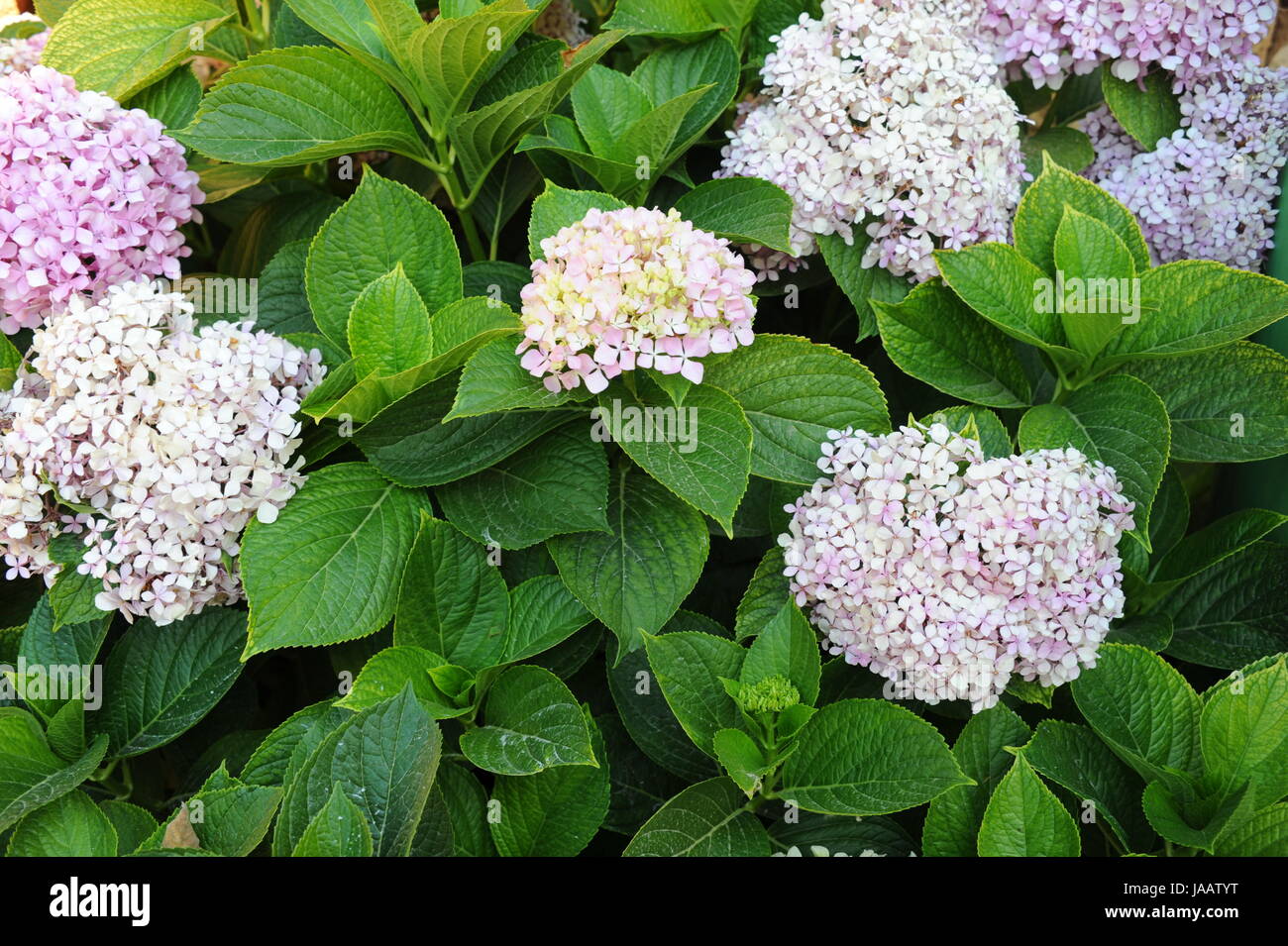 spain - hydrangeas flower Stock Photo - Alamy
