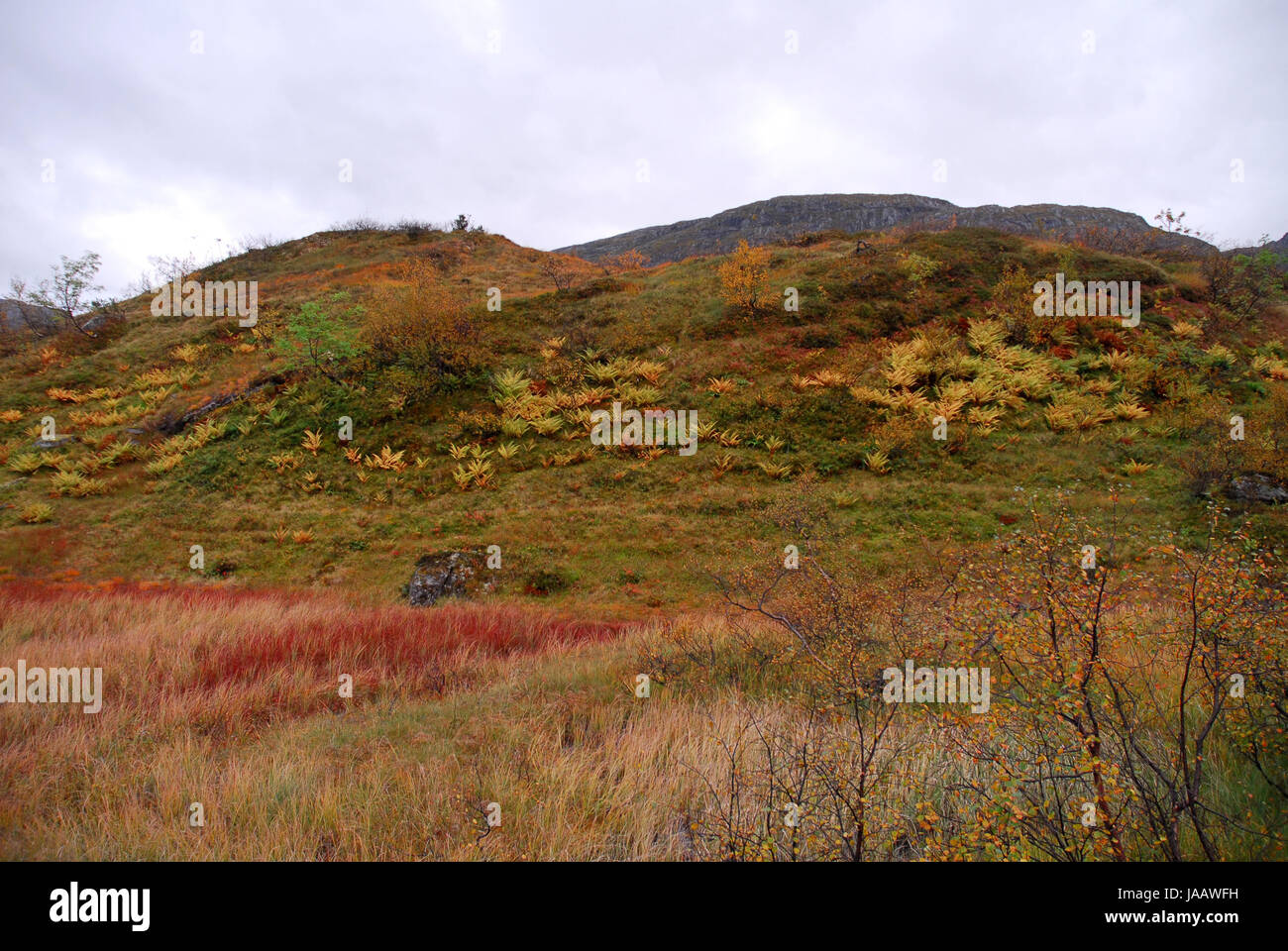 nature in autumn colors Stock Photo - Alamy